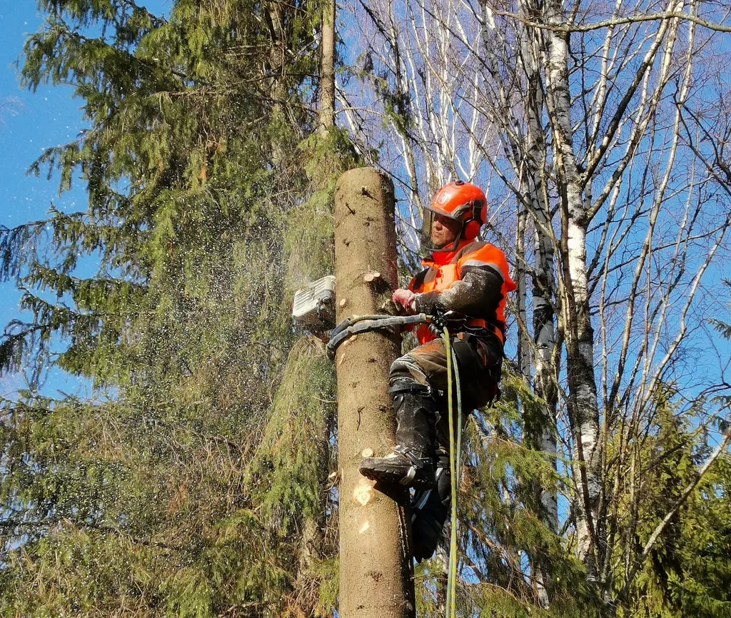 Kaatokiipeilijä kaataa puut ahtaimmistakin paikoista | Puumala-lehti